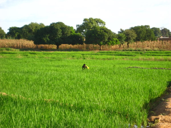 La Côte d'Ivoire veut dynamiser sa riziculture pour atteindre l ...