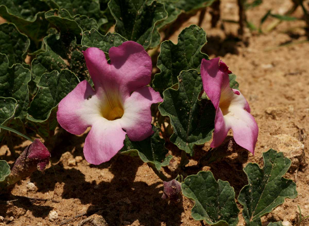 L'harpagophyton, l'alternative naturelle aux anti-inflammatoires ...