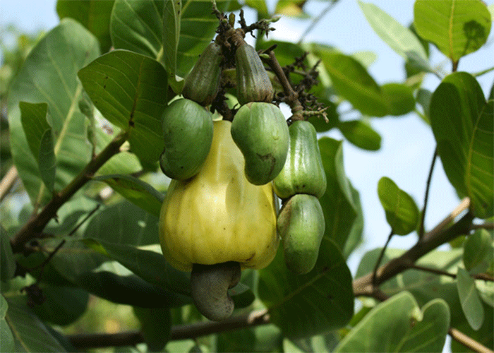 Anacarde: la production de la Côte d’Ivoire atteindra 600 000 tonnes en ...