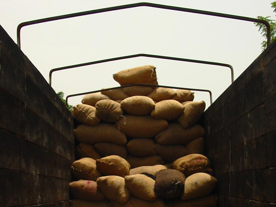 L’anacarde bord-champ vendu à 400 FCFA/KG à Tengréla - LeBabi.net