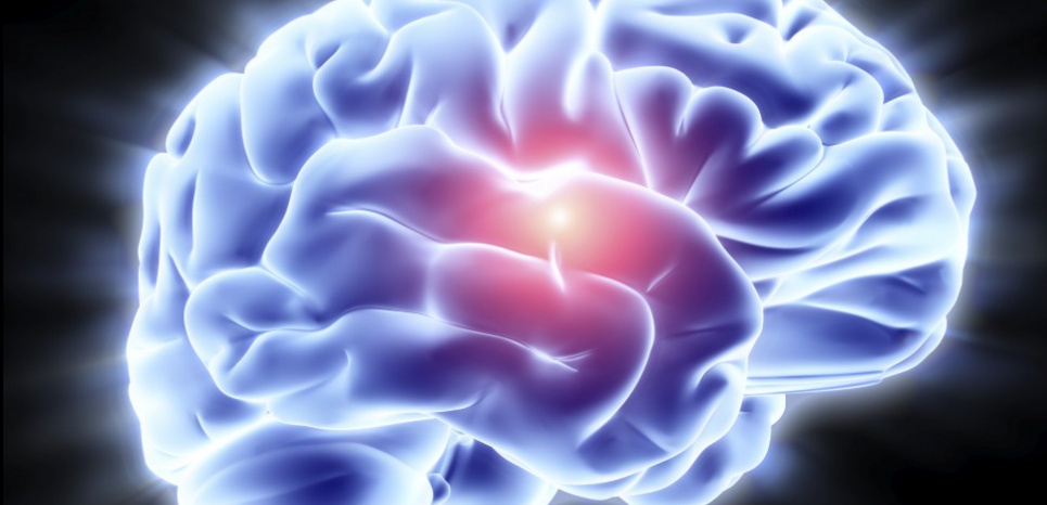 Un modèle qui mime la barrière protectrice du cerveau - LeBabi.net